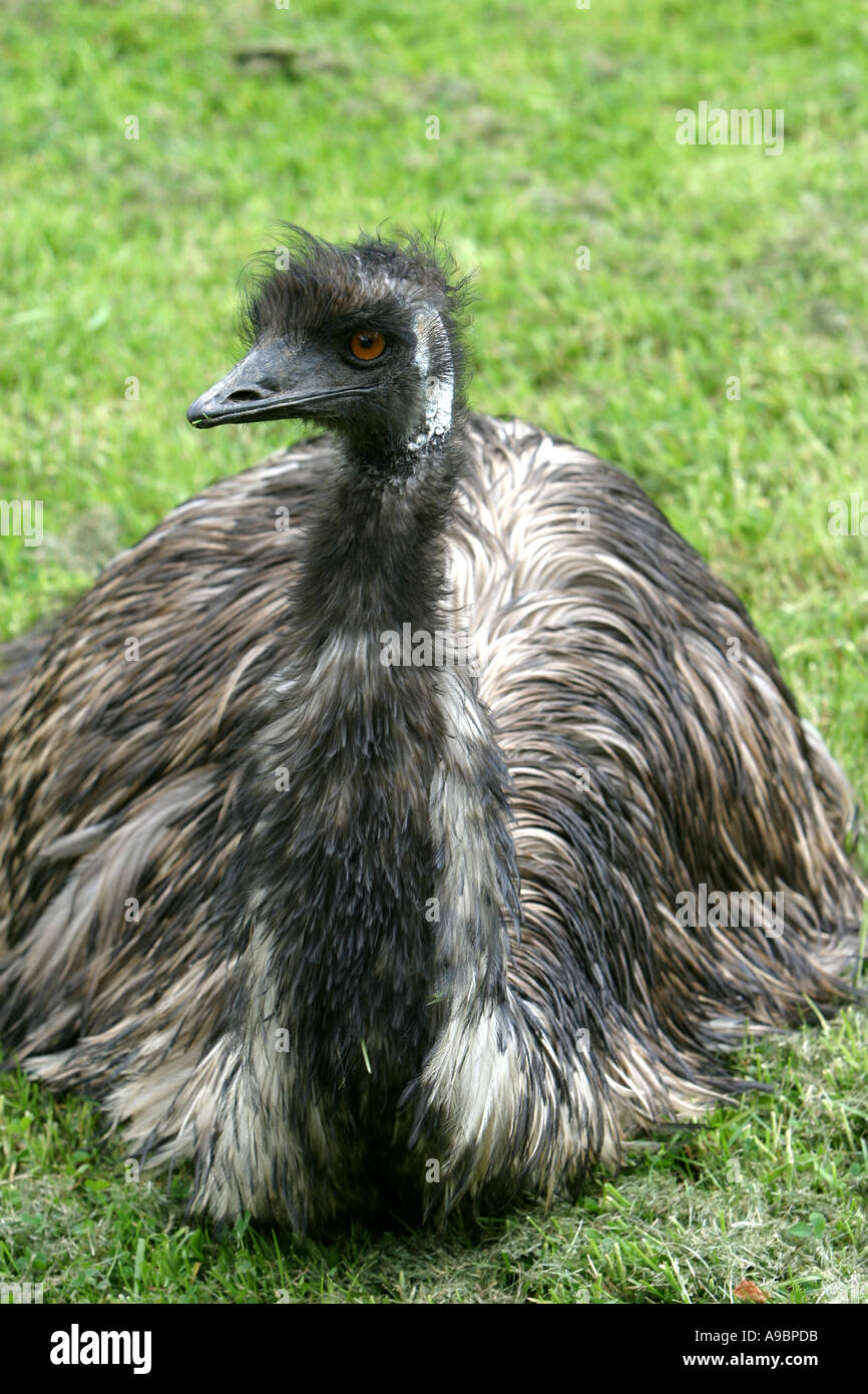 Sitting emu hi-res stock photography and images - Alamy
