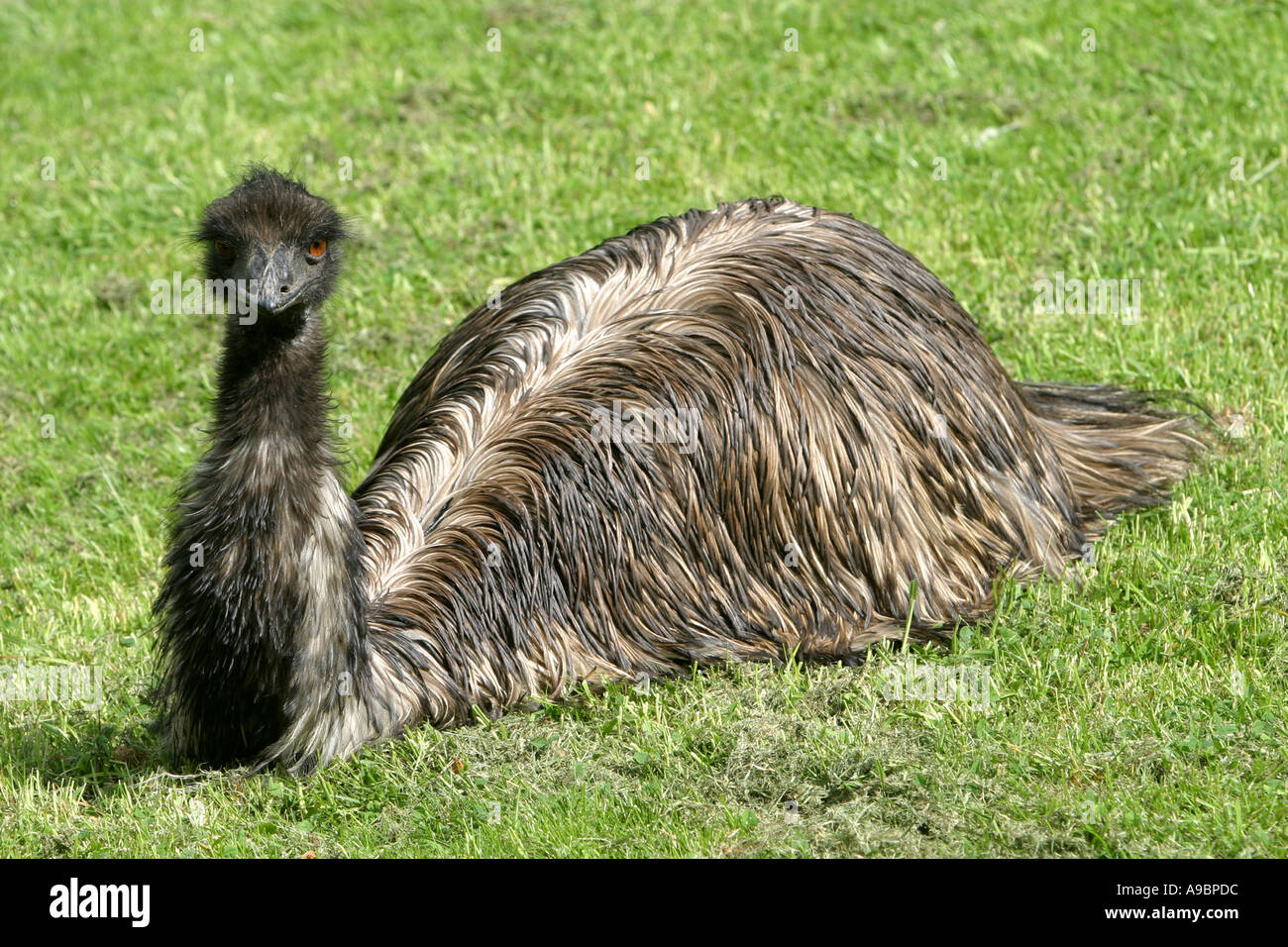 Candid caged hi-res stock photography and images - Alamy