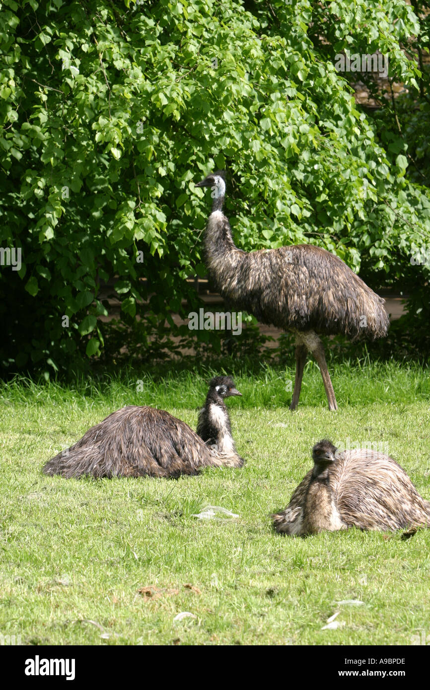 Sitting emu hi-res stock photography and images - Alamy