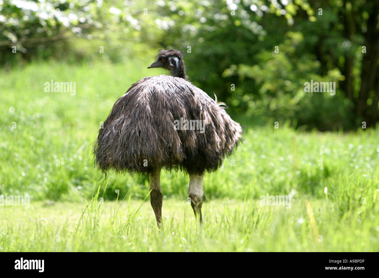 Candid caged hi-res stock photography and images - Alamy