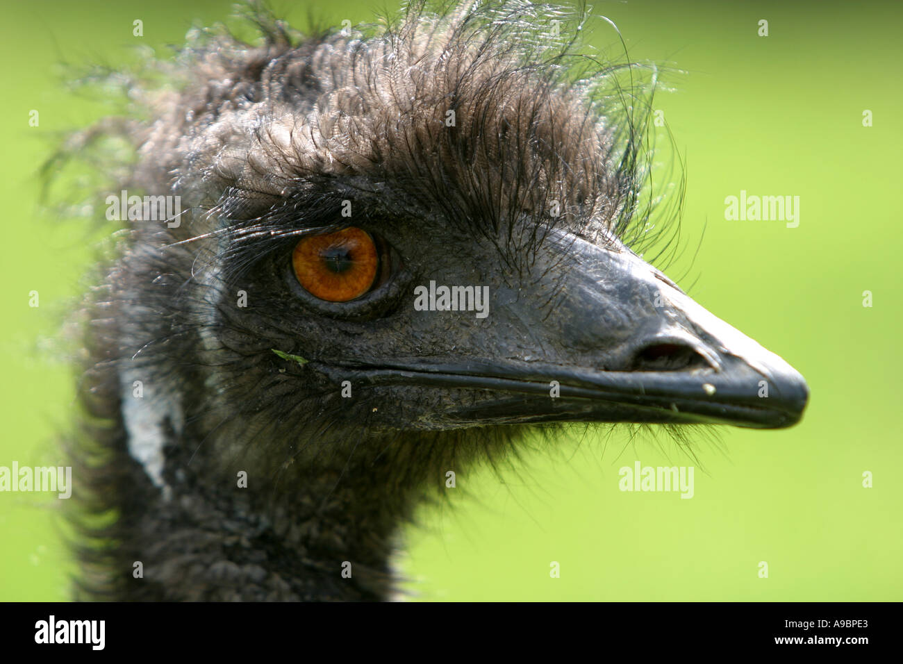 Candid caged hi-res stock photography and images - Alamy