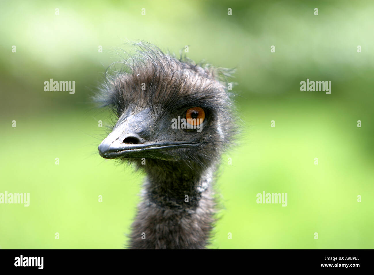 Candid caged hi-res stock photography and images - Alamy