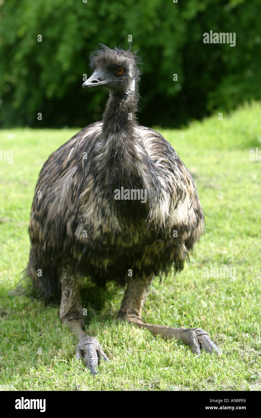 Candid caged hi-res stock photography and images - Alamy