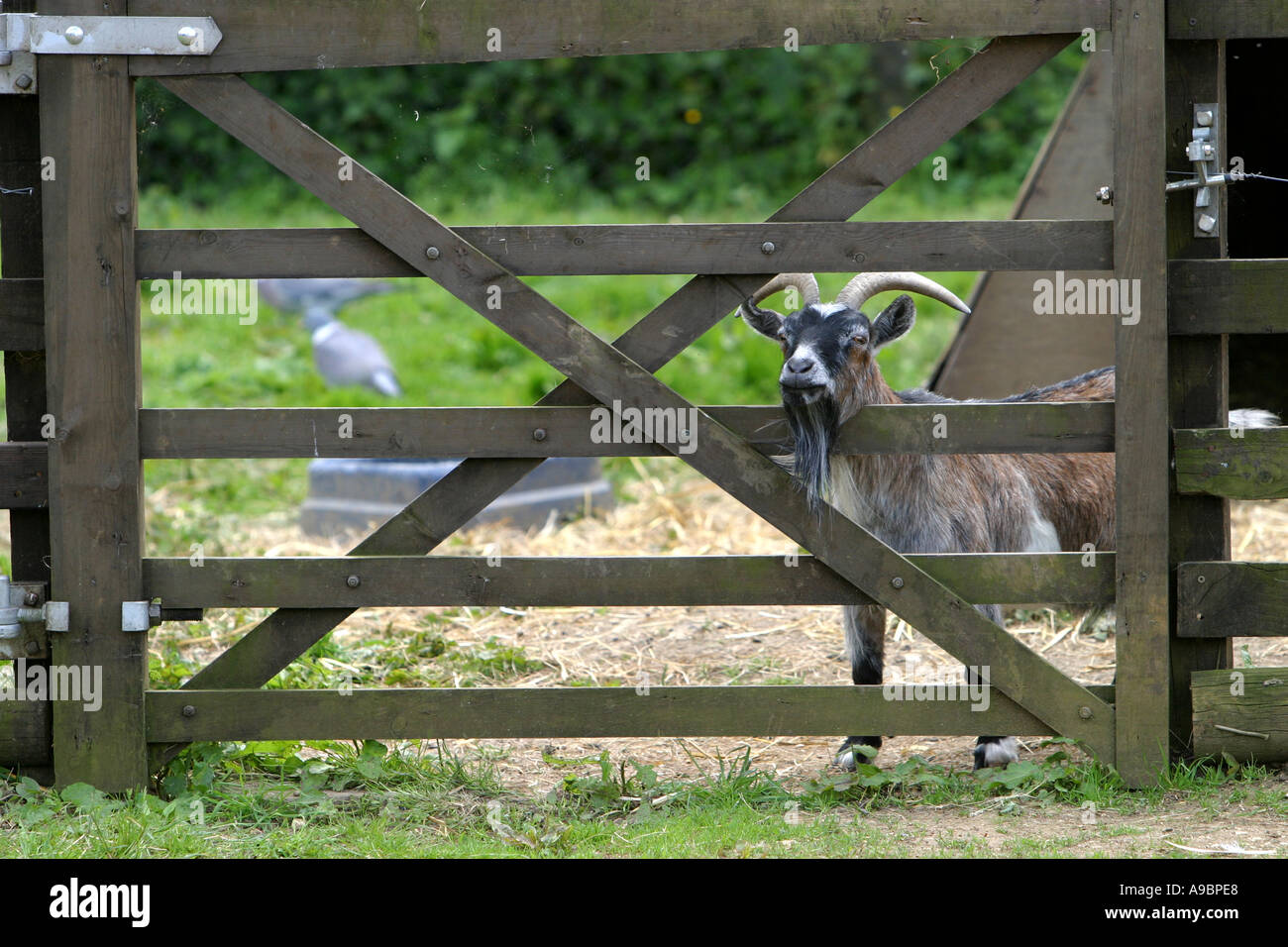 Hiding goat hi-res stock photography and images - Alamy