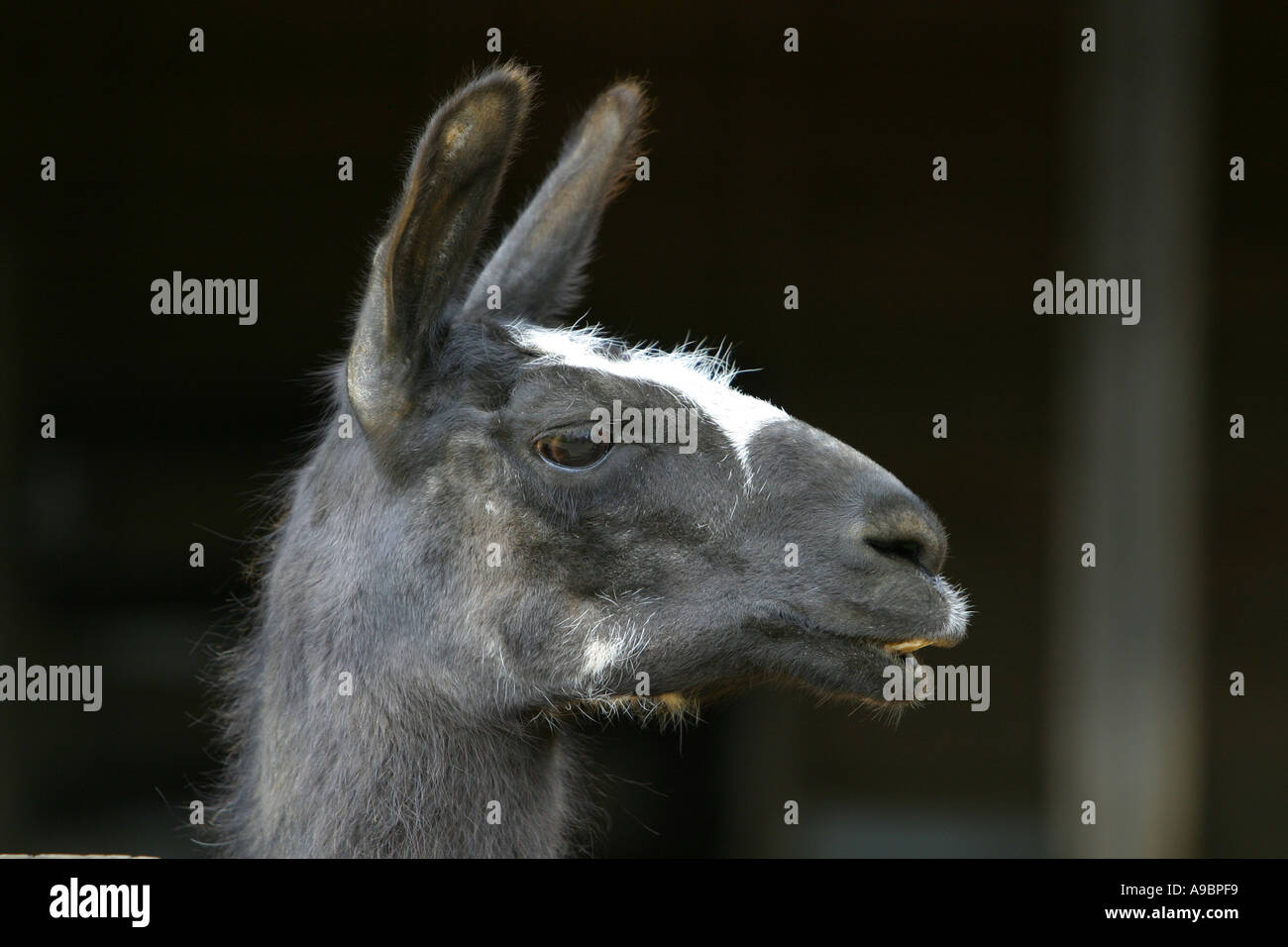 Close up llamas face hi-res stock photography and images - Alamy