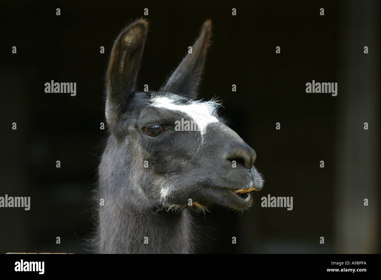 Lonely llama hi-res stock photography and images - Alamy