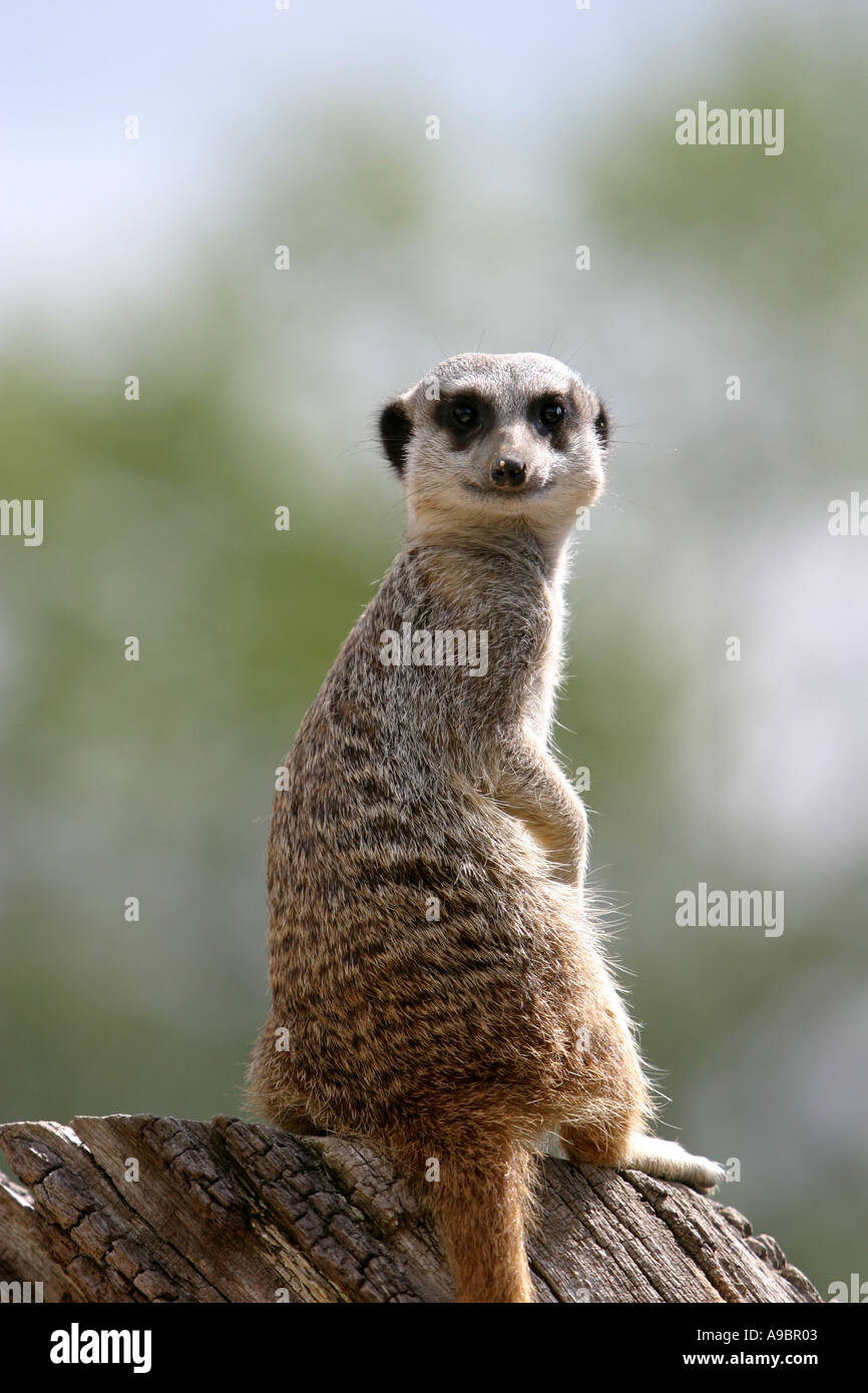 Meerkat photographs hi-res stock photography and images - Alamy