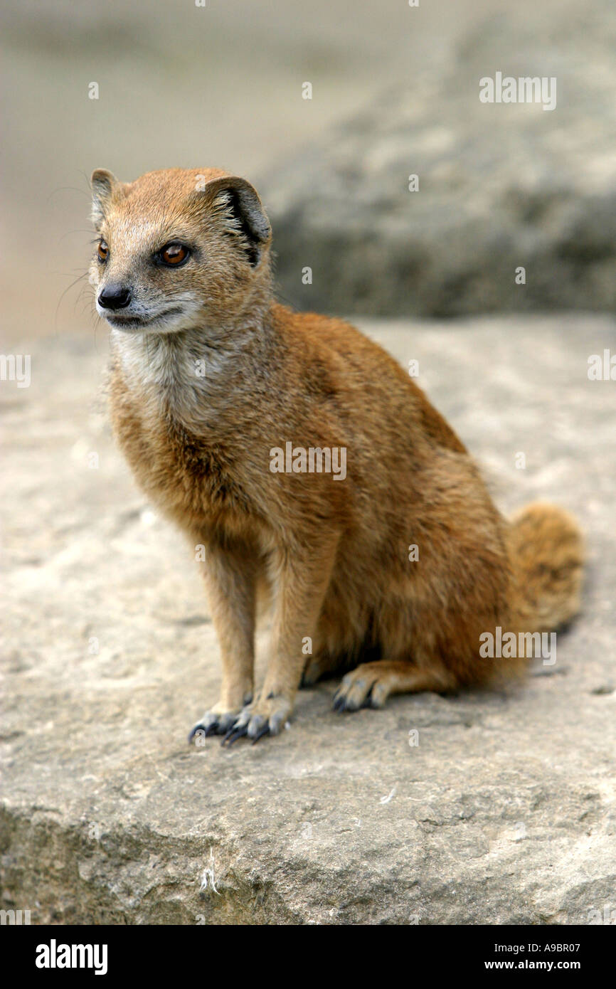 Mongoose on the lookout for danger Stock Photo - Alamy