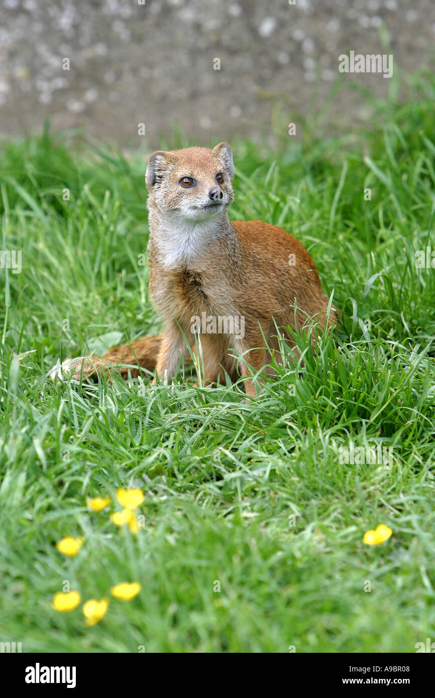 Mongoose on the lookout for danger Stock Photo - Alamy