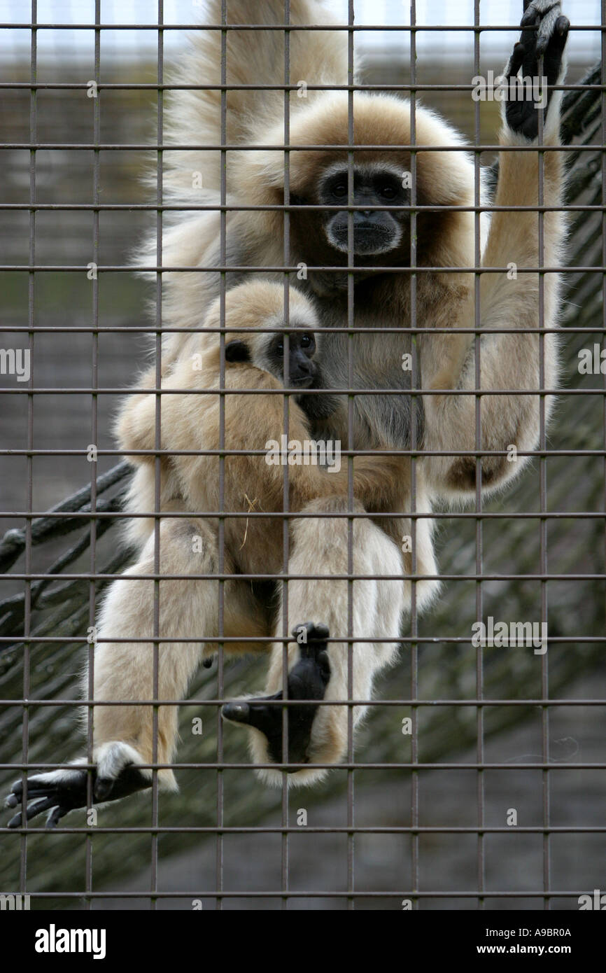 Caged monkey and baby clinging to bars of cage Stock Photo - Alamy