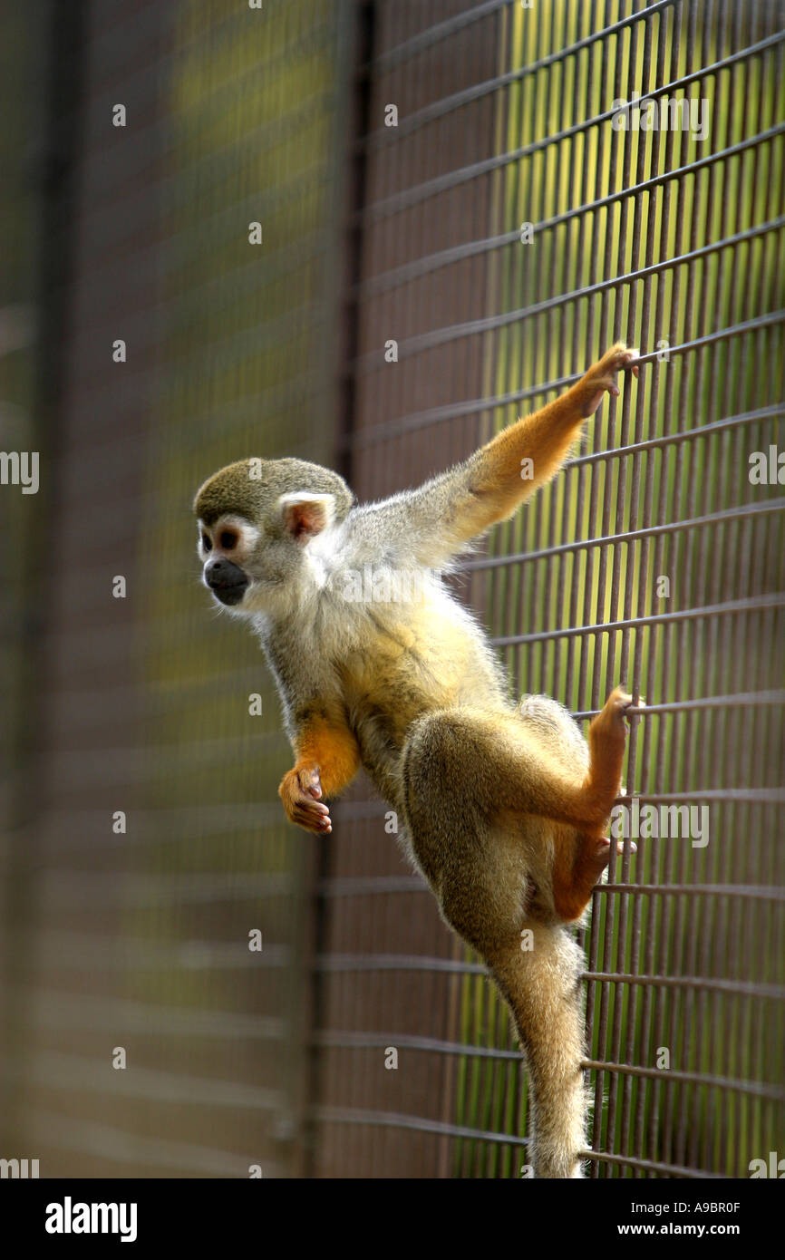 Caged monkey clinging to bars of cage Stock Photo - Alamy