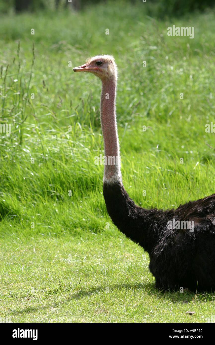 Ostrich sitting down hi-res stock photography and images - Alamy