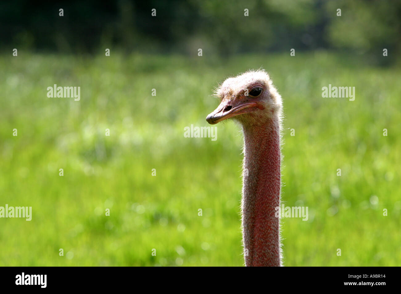 Ostrich sitting down hi-res stock photography and images - Alamy