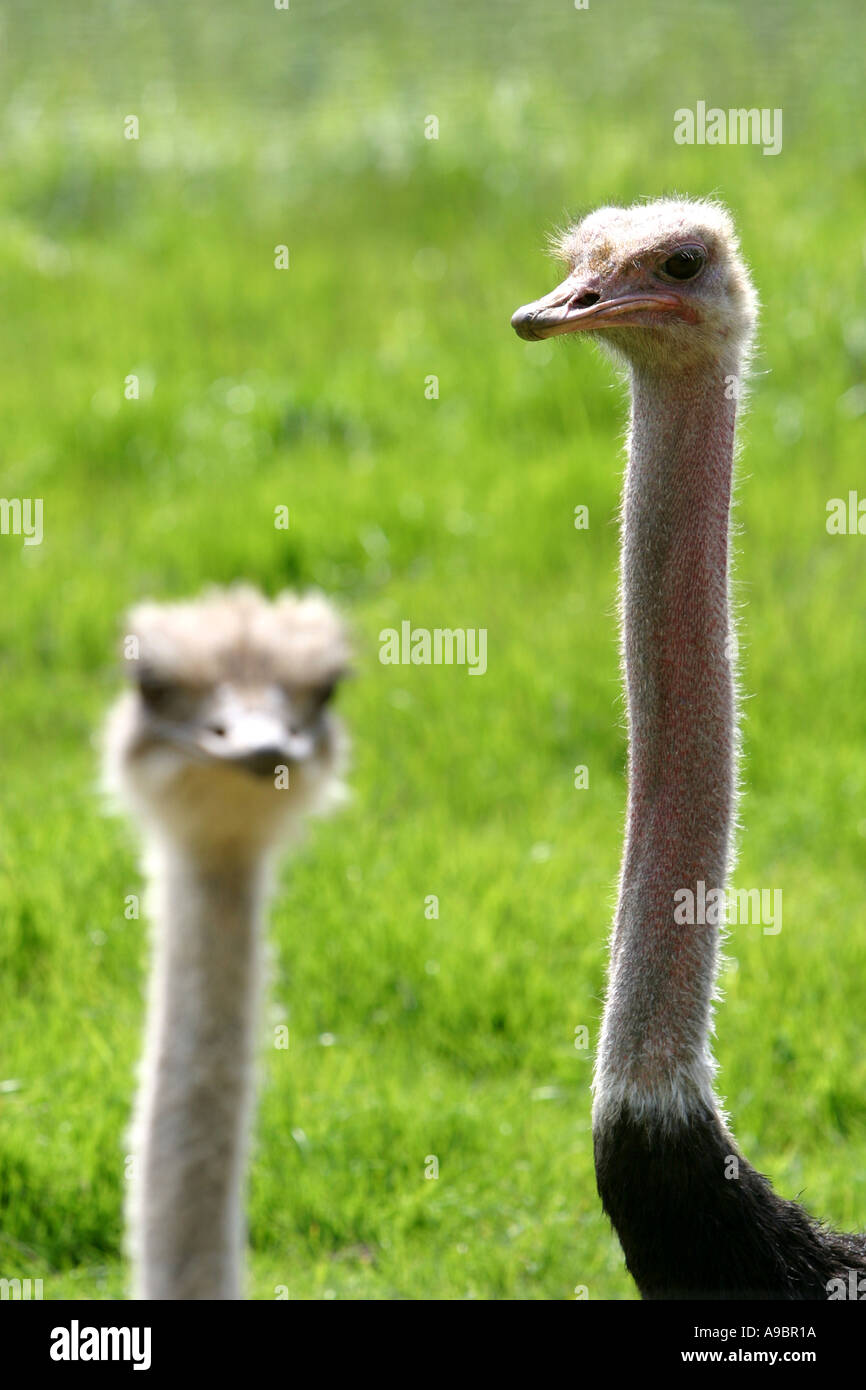 Pair of ostriches sitting down Stock Photo - Alamy