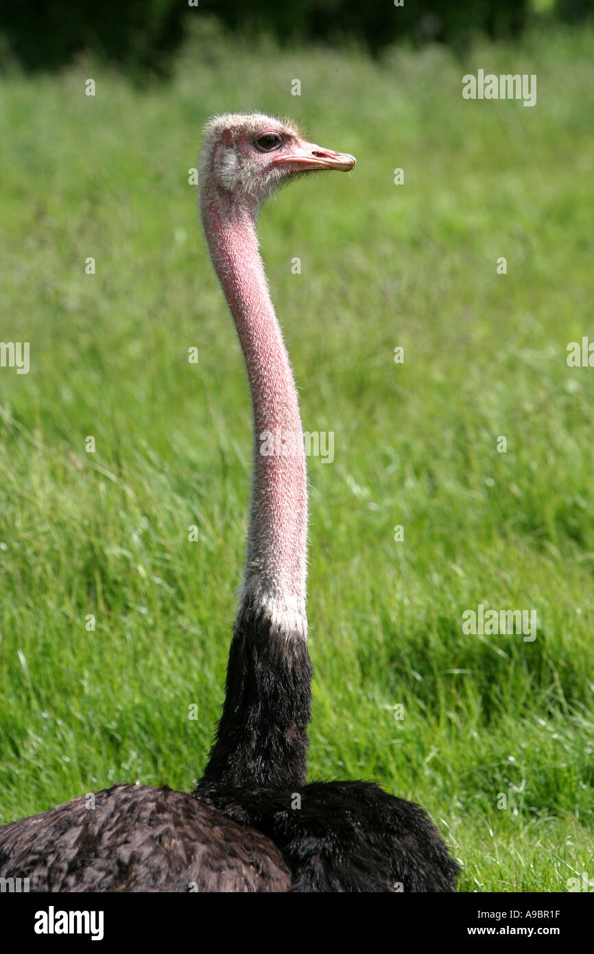 Ostrich sitting down Stock Photo - Alamy