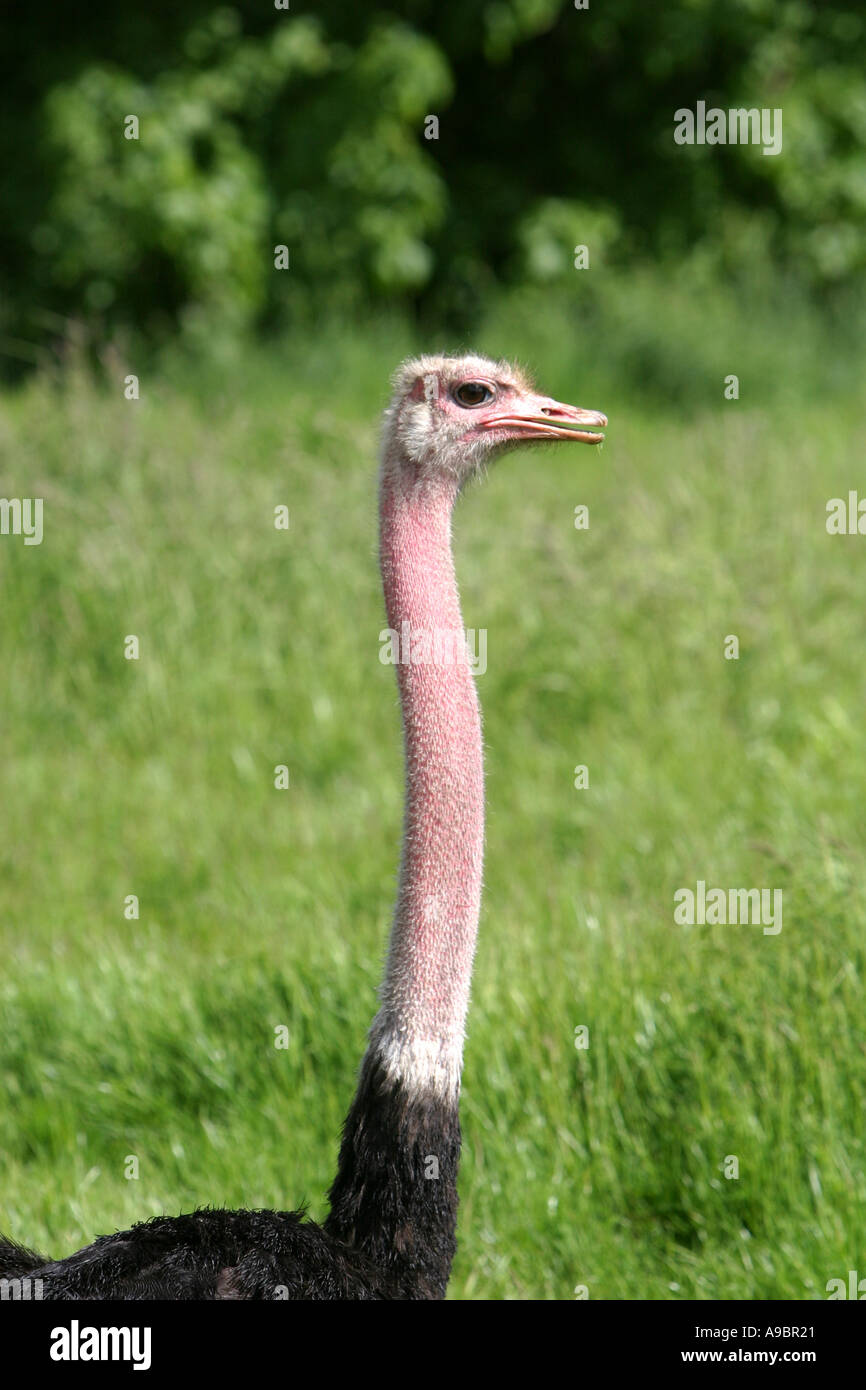 Ostrich sitting down Stock Photo - Alamy