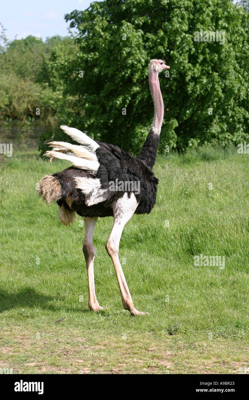 Ostriches Standing Ostrich Bird Facts Struthio Camelus A Z Animals