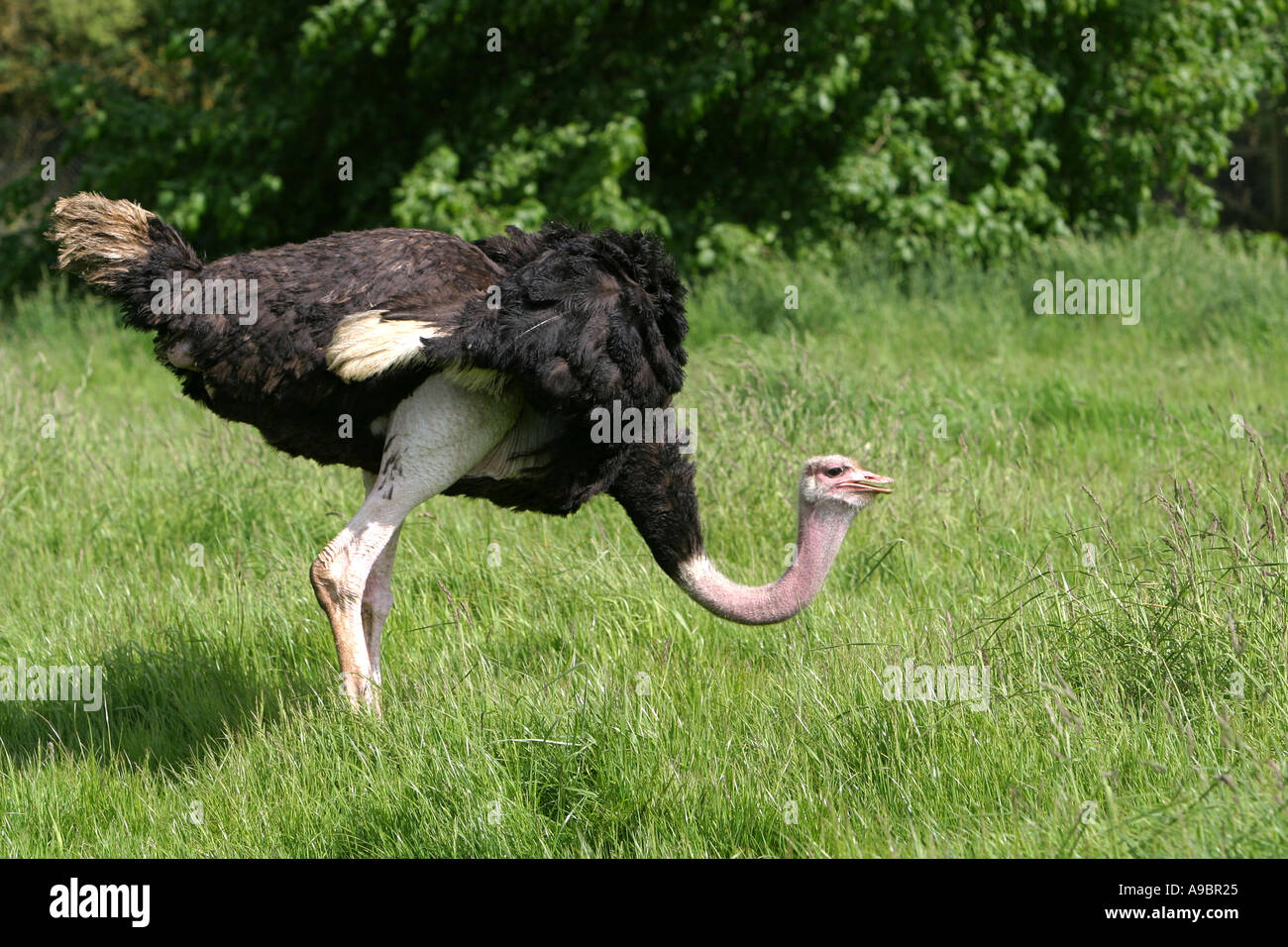 Male ostrich standing up Stock Photo - Alamy