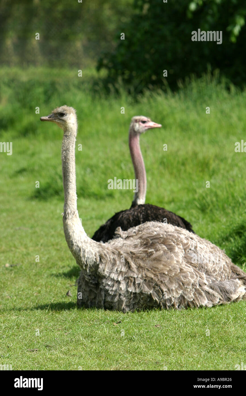 Ostrich sitting down hi-res stock photography and images - Alamy