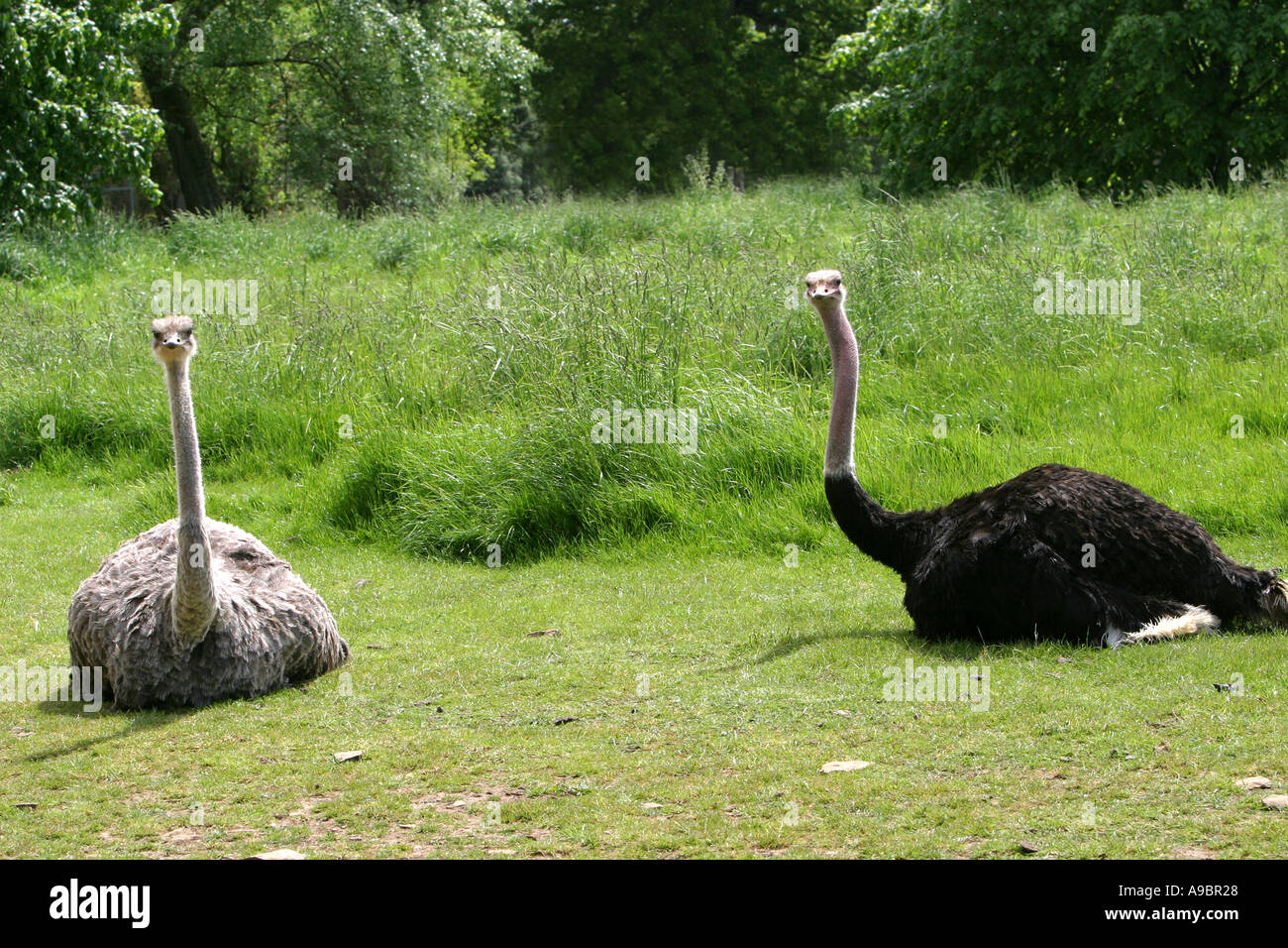 Ostrich sitting down hi-res stock photography and images - Alamy