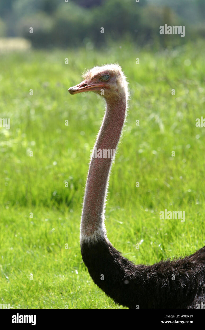 Ostrich sitting down Stock Photo - Alamy