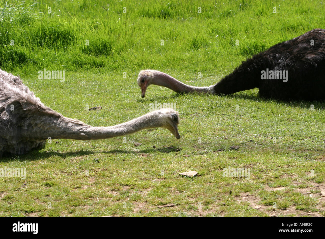 African ostrich pictures hi-res stock photography and images - Alamy
