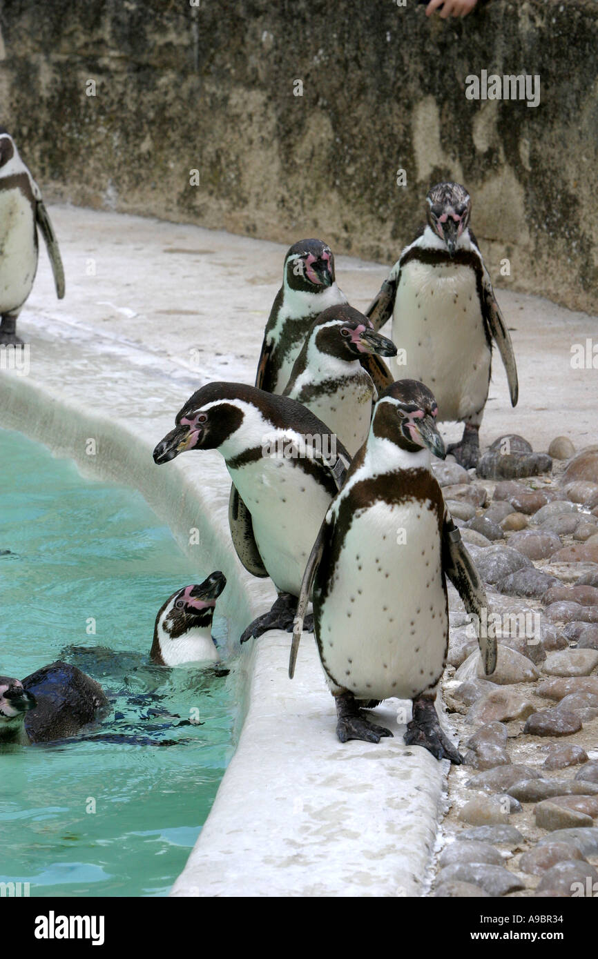 Feeding time at the penguin pool Stock Photo - Alamy