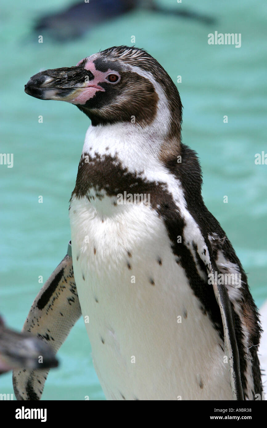 Feeding time at the penguin pool Stock Photo - Alamy