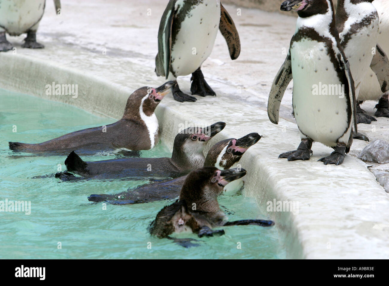 Feeding time at the penguin pool Stock Photo - Alamy