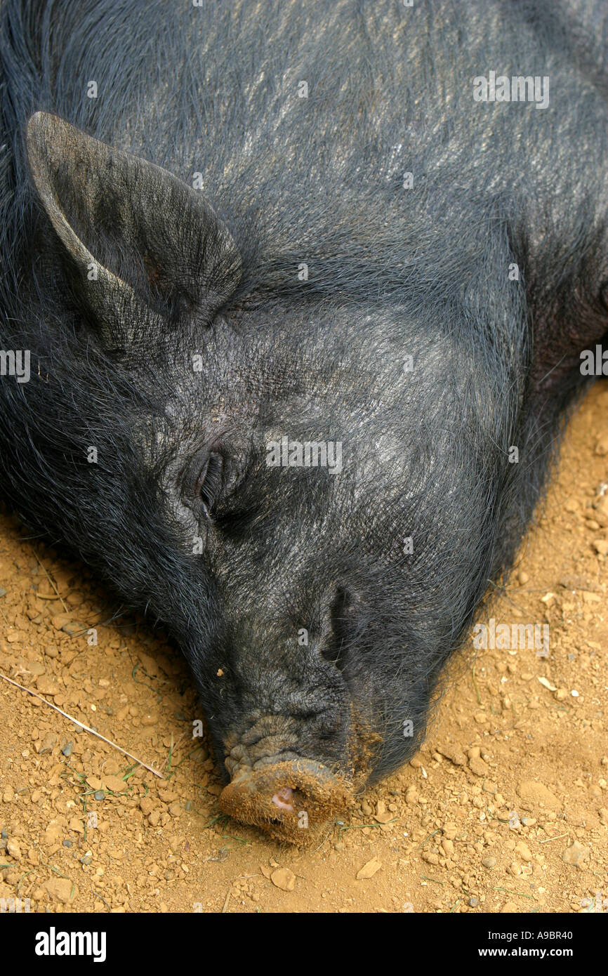 Sleeping pig close up Stock Photo - Alamy