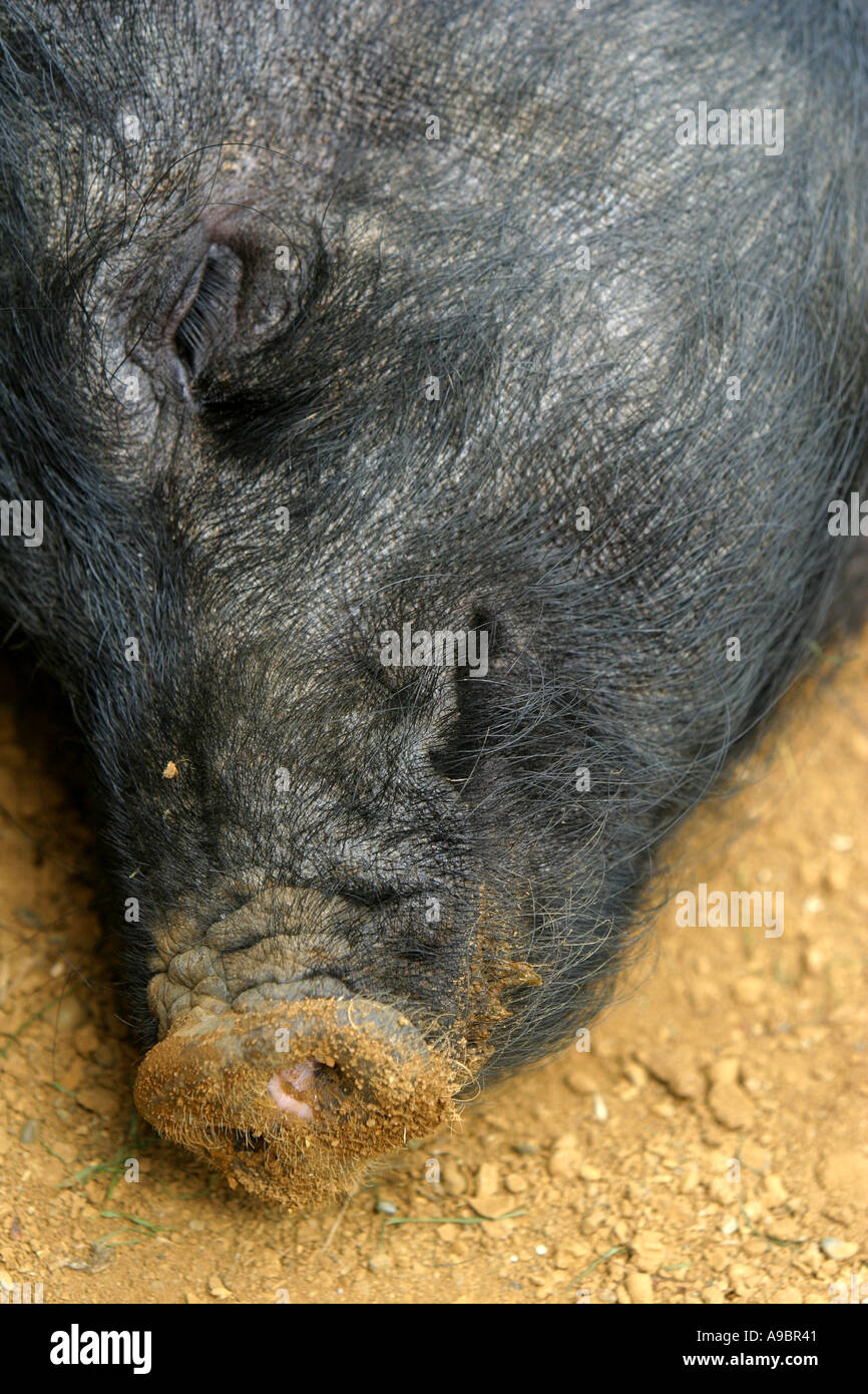 Sleeping pig close up Stock Photo - Alamy