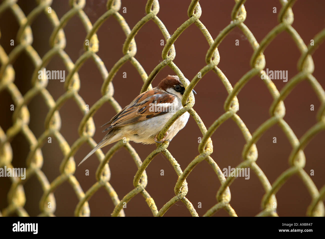 Common European house sparrow perched in a chain link fence Stock Photo ...