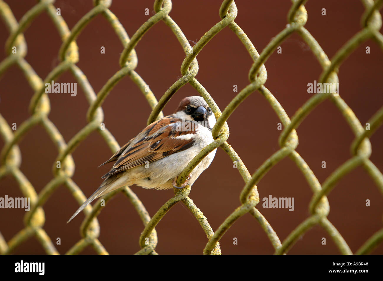 Common European house sparrow perched in a chain link fence Stock Photo ...