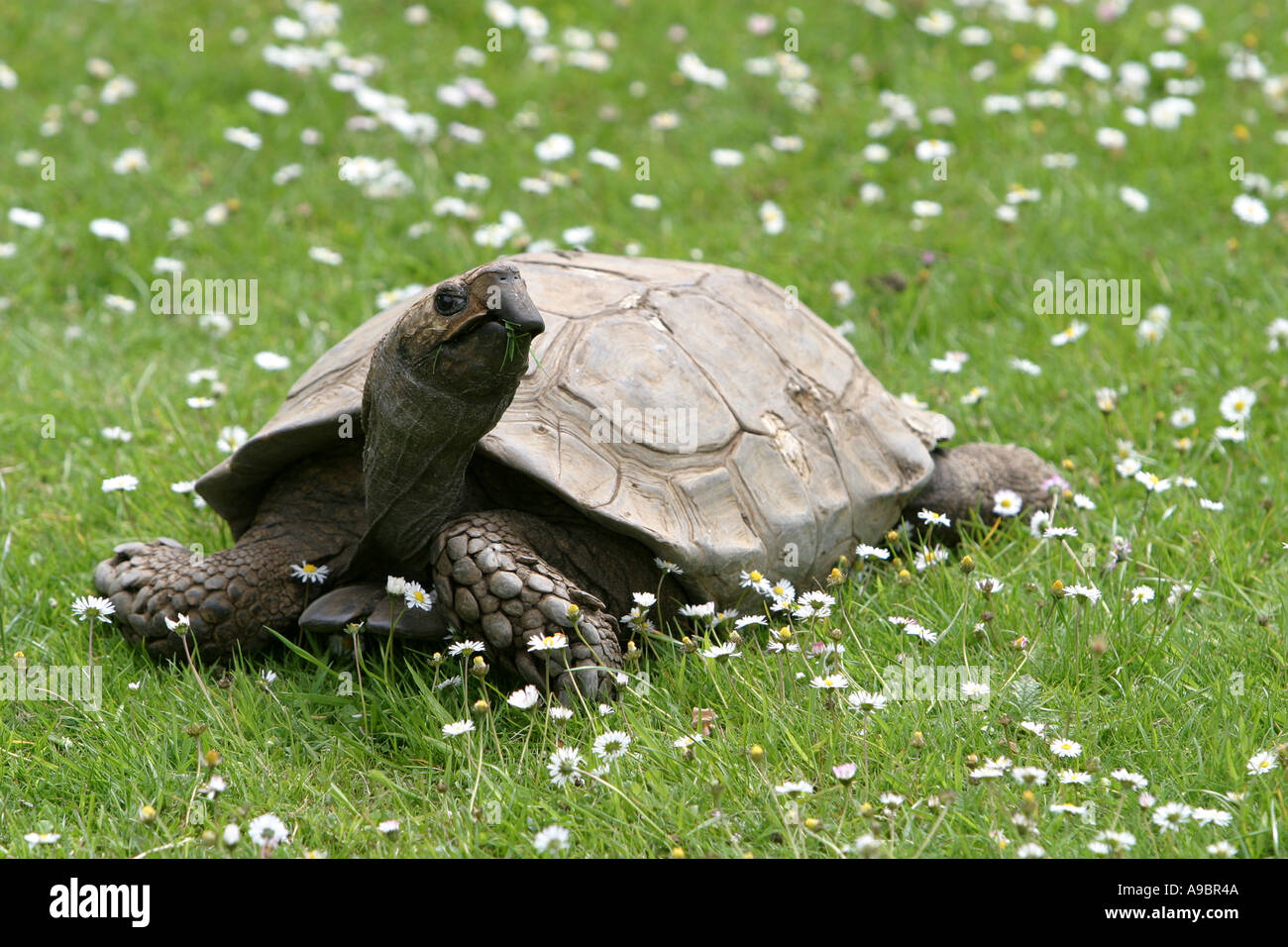 Giant tortoise and shell Stock Photo - Alamy
