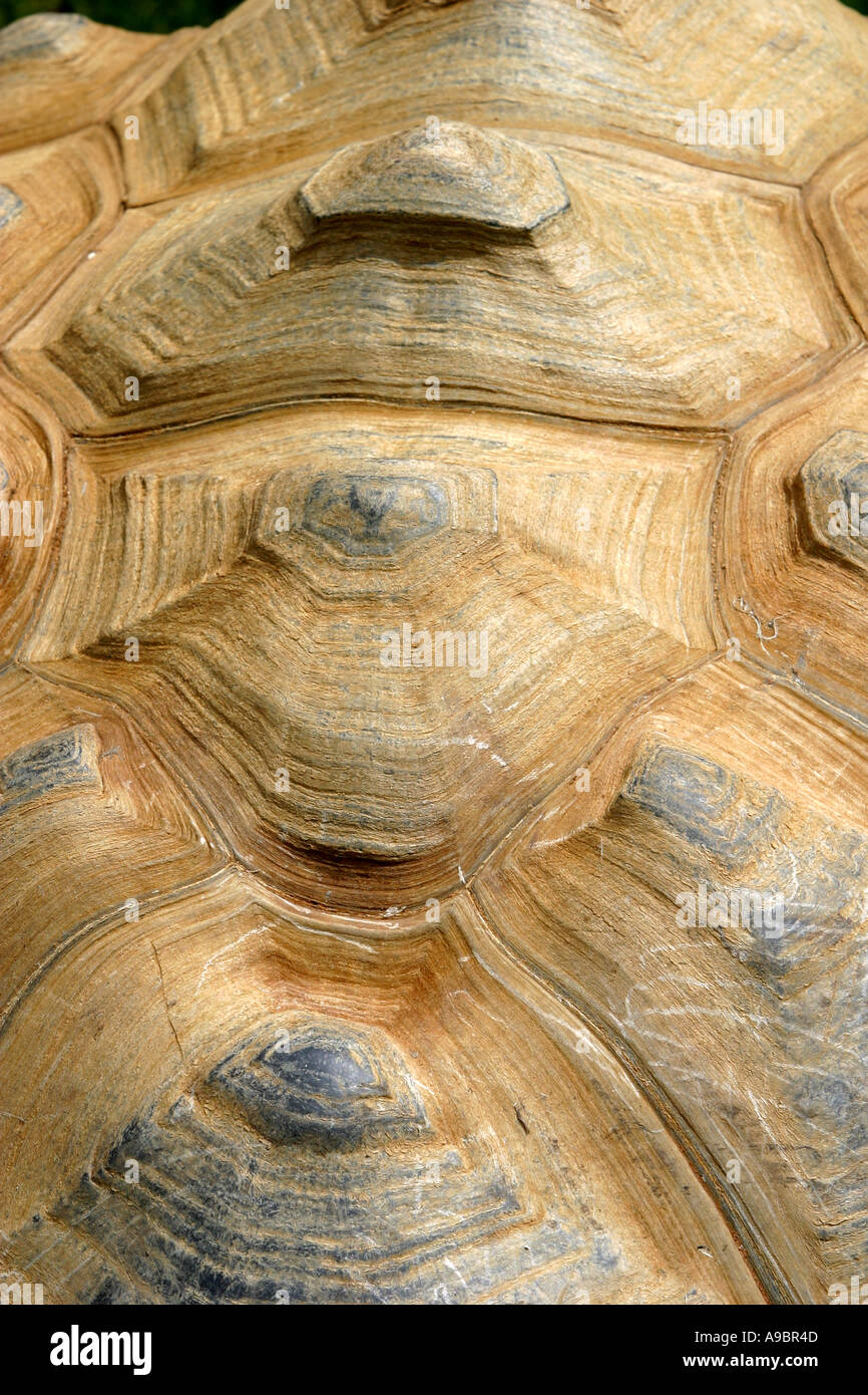 Giant tortoise and shell Stock Photo - Alamy