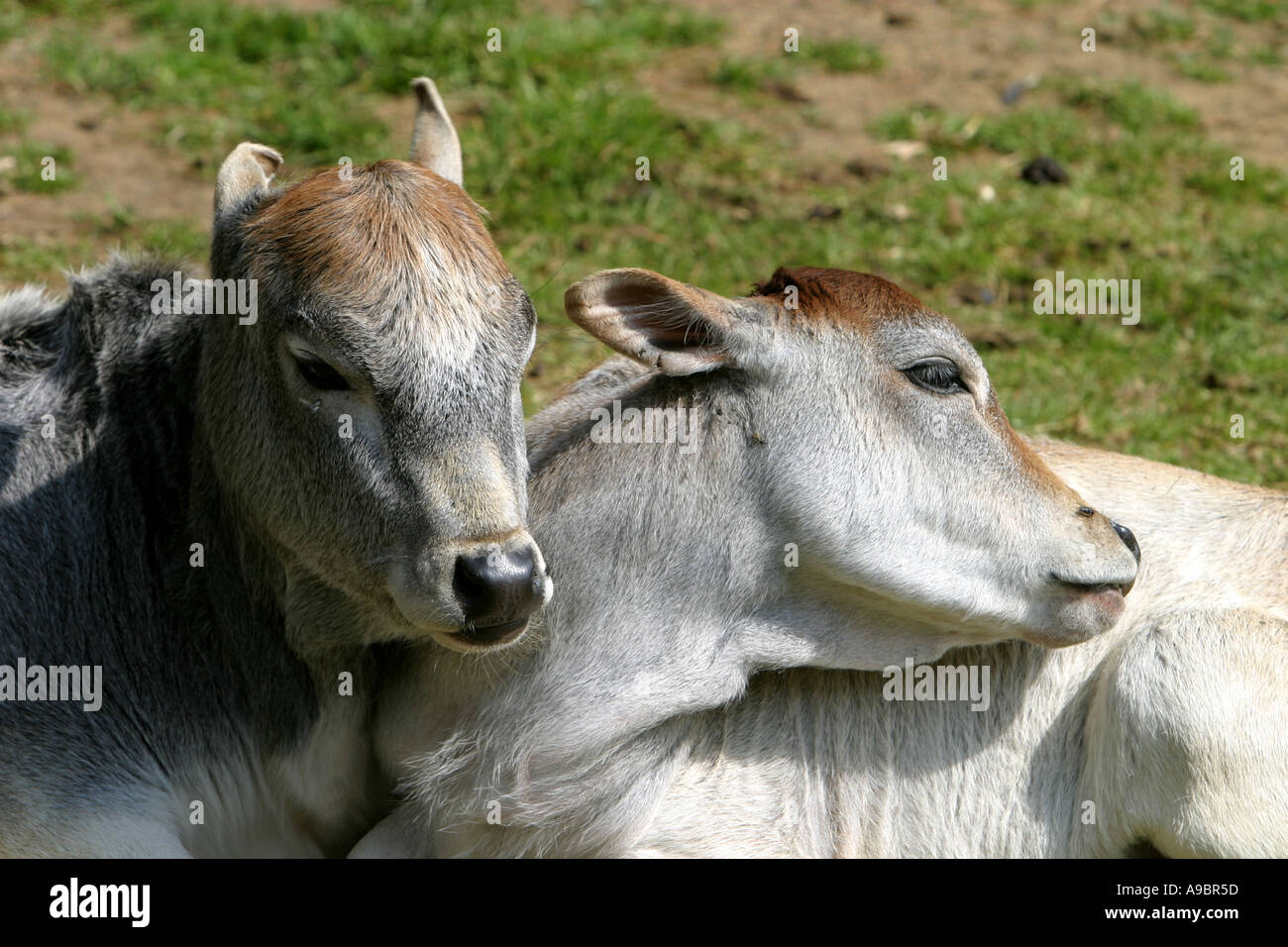 Zebu calves best friends enjoying each other s company Stock Photo - Alamy