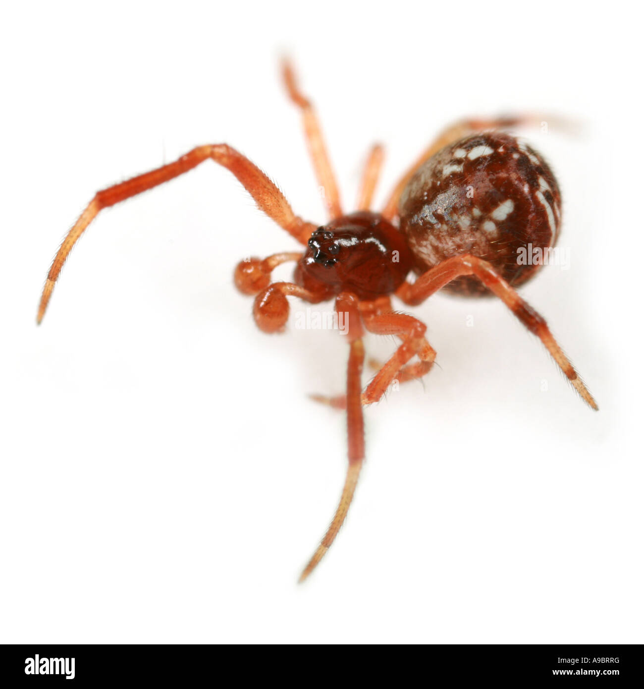 Young male Achaearanea lunata spider on white background Stock Photo ...
