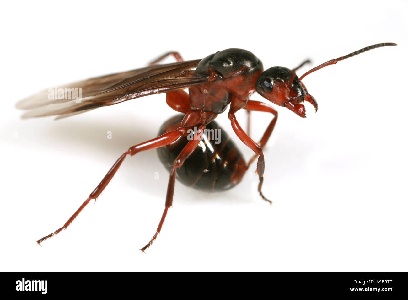 Angry ant Cut Out Stock Images & Pictures - Alamy