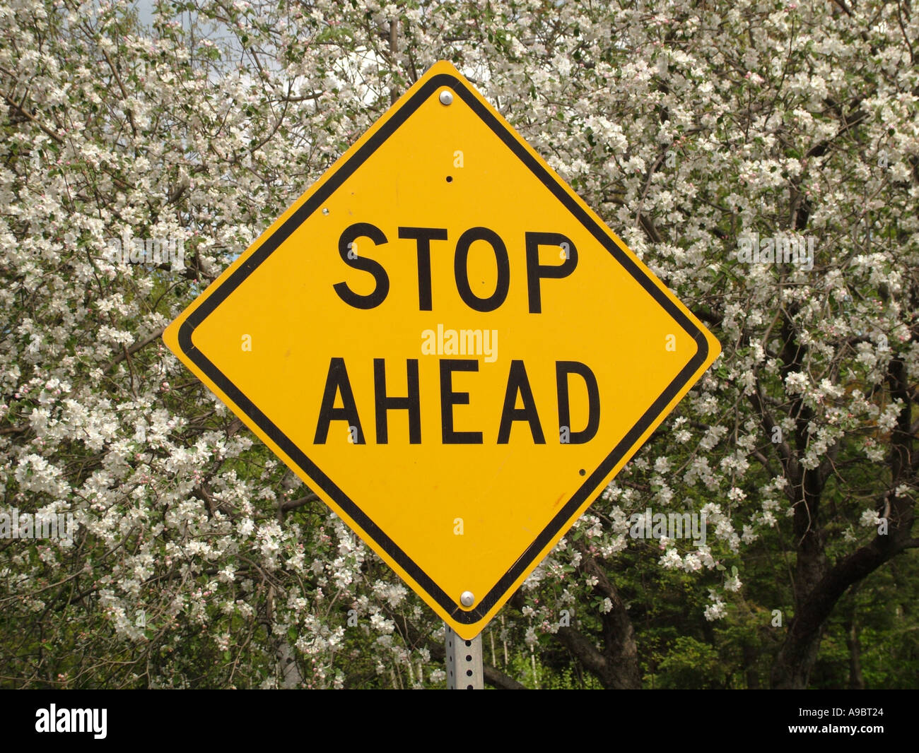 Stop sign ahead usa yellow warning hi-res stock photography and images ...