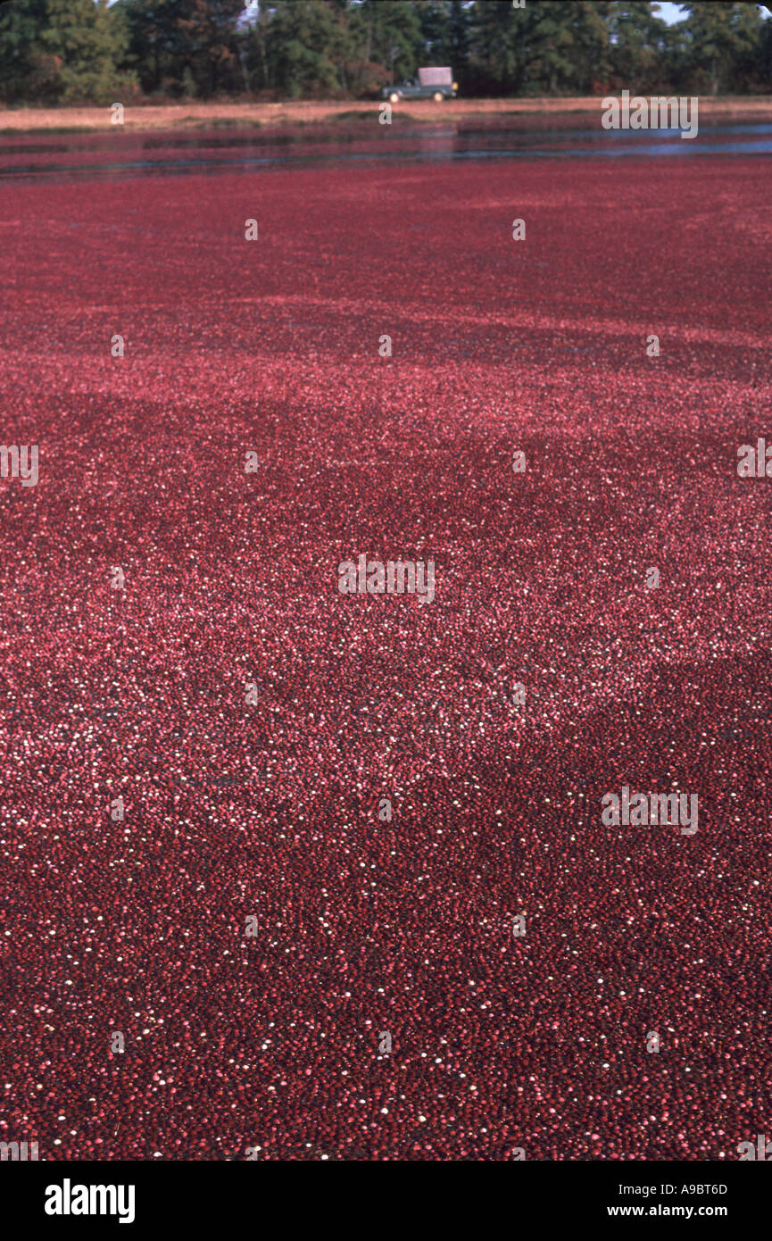 Cranberry plantation hi-res stock photography and images - Alamy