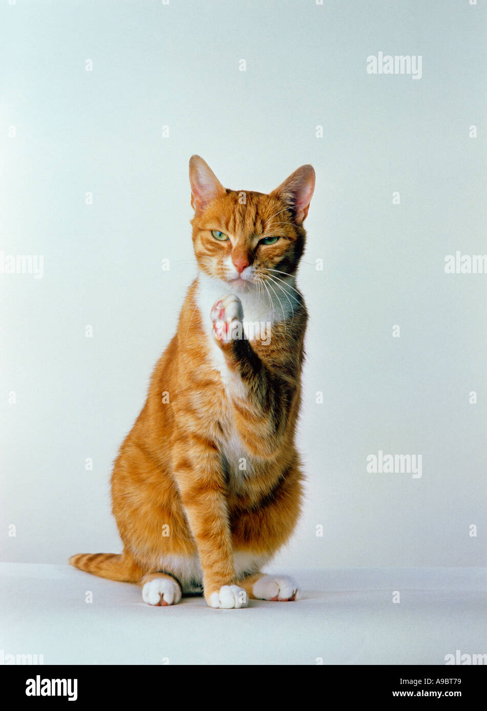 Salutating Stock Photos & Salutating Stock Images - Alamy