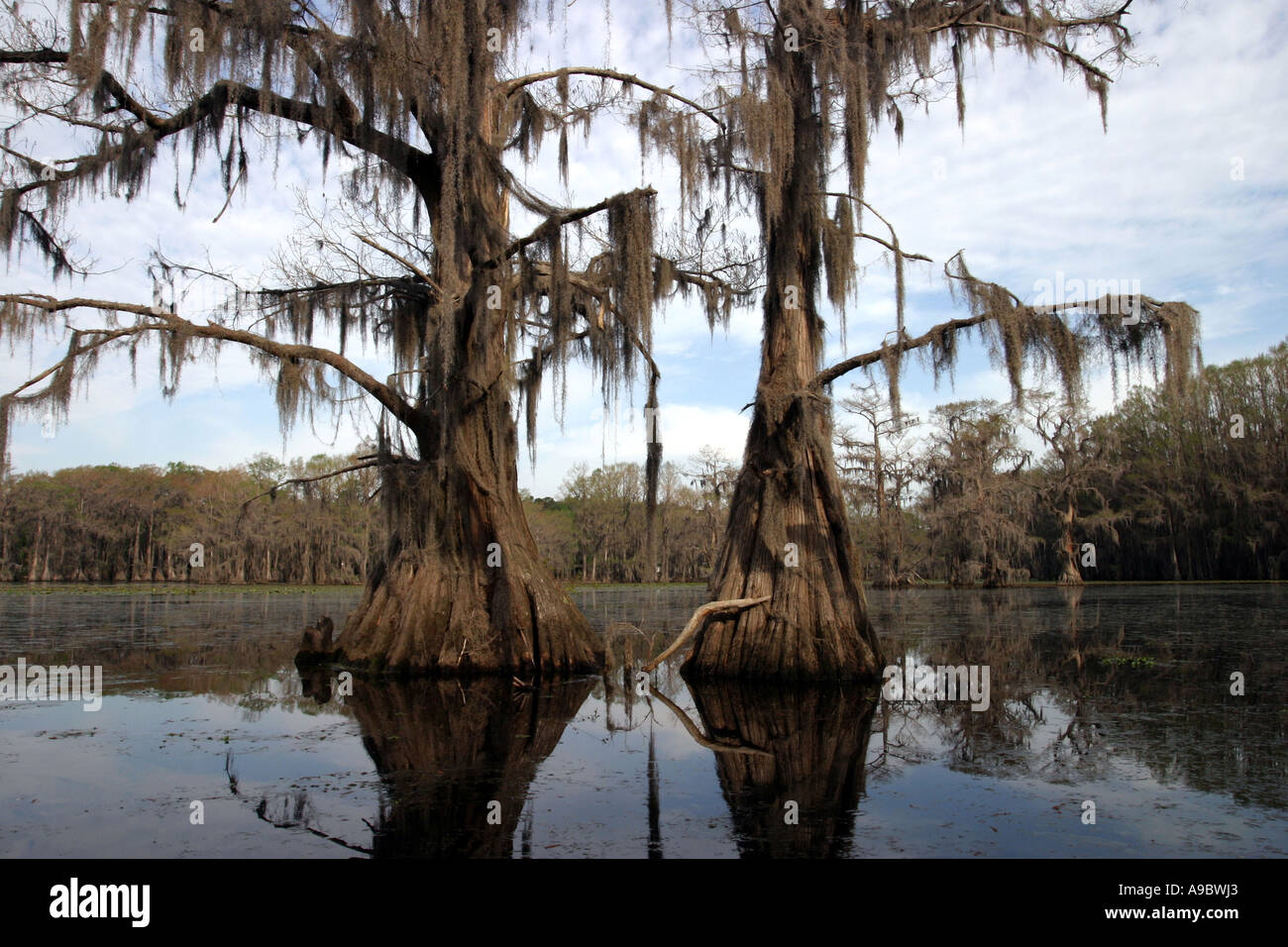 Spanish Moss Tree Swamp