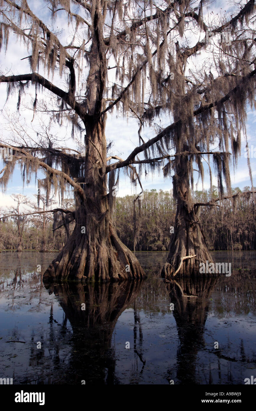 Swamp lands hi-res stock photography and images - Alamy