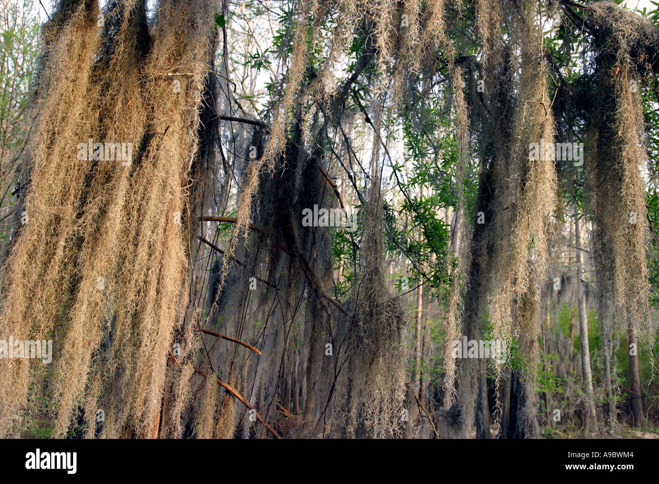 Texas lake steam hi-res stock photography and images - Alamy