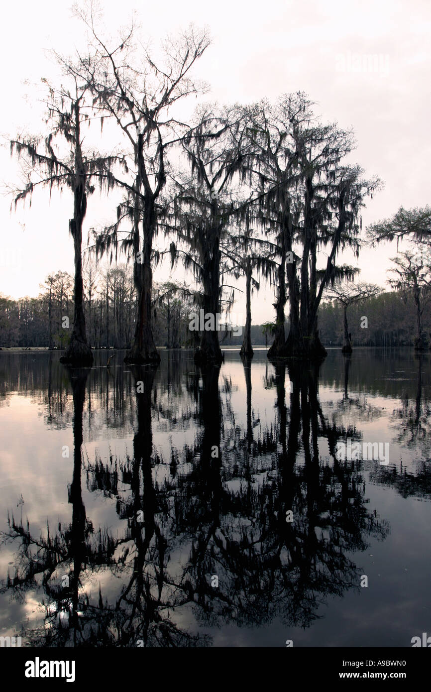 Silhouetted tress,swamp lands Caddo Lake Texas USA Stock Photo - Alamy