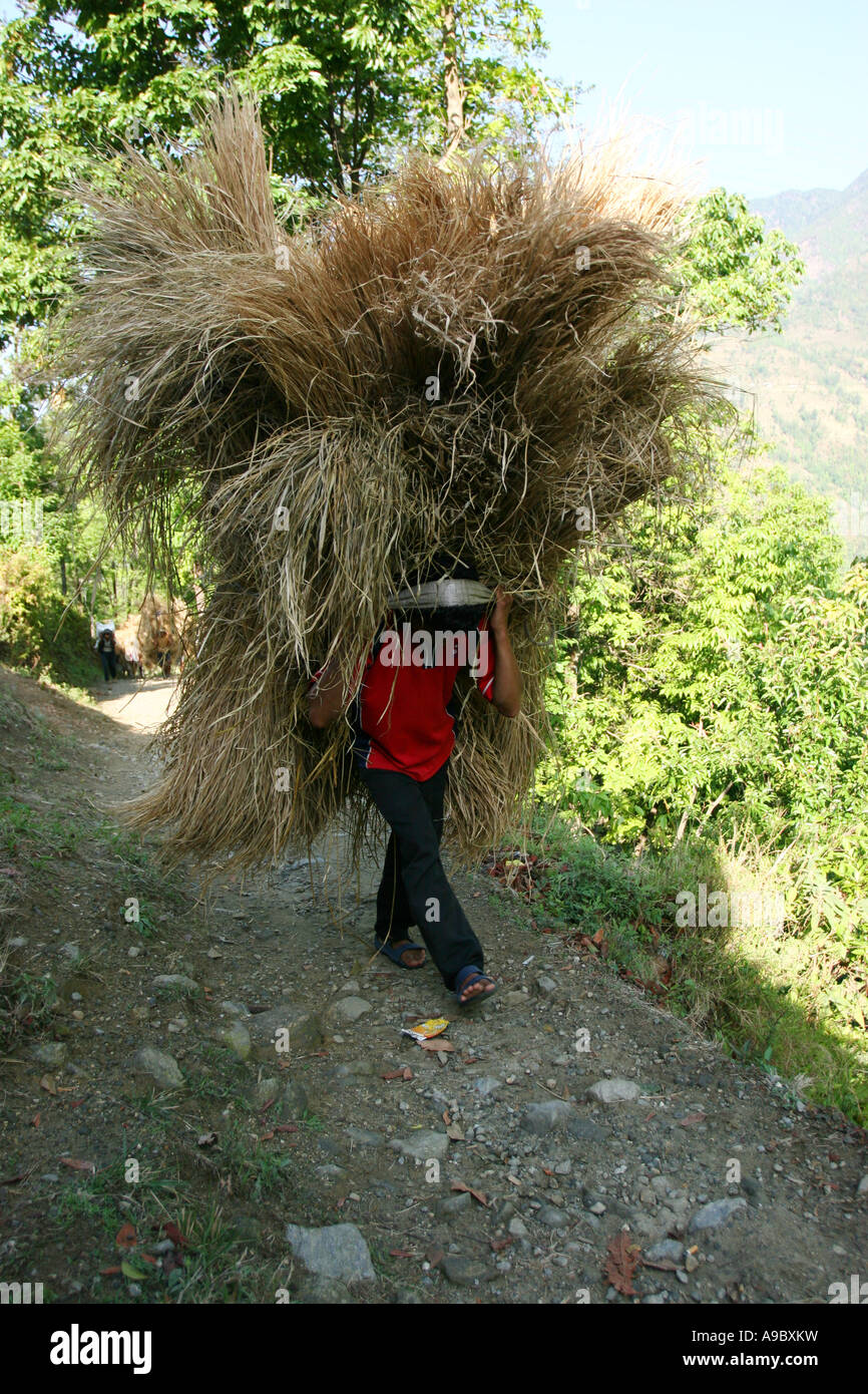Nepalese man carrying hay Stock Photo - Alamy