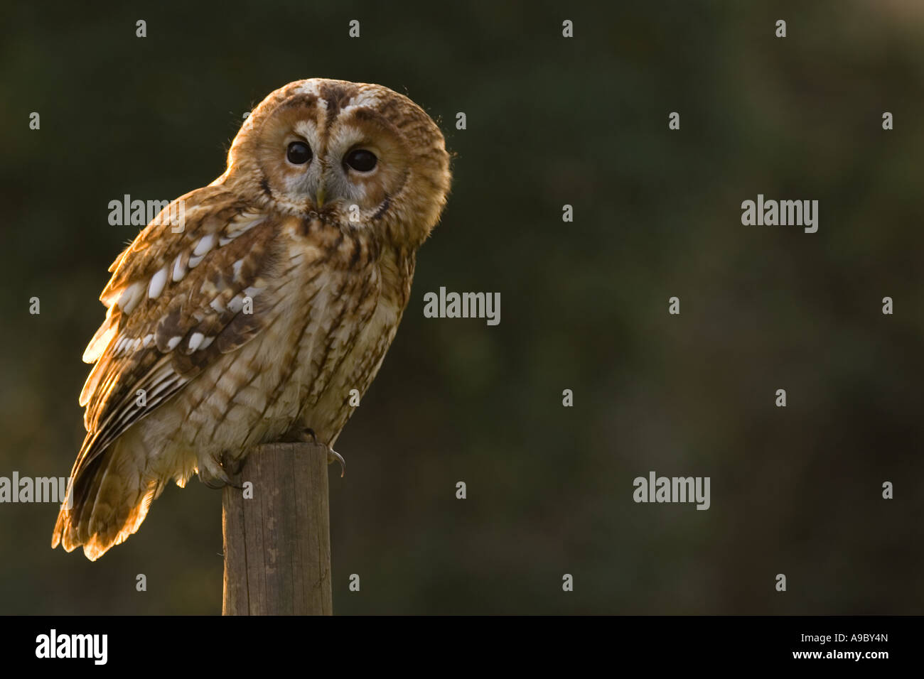 Tawney owl uk hi-res stock photography and images - Alamy