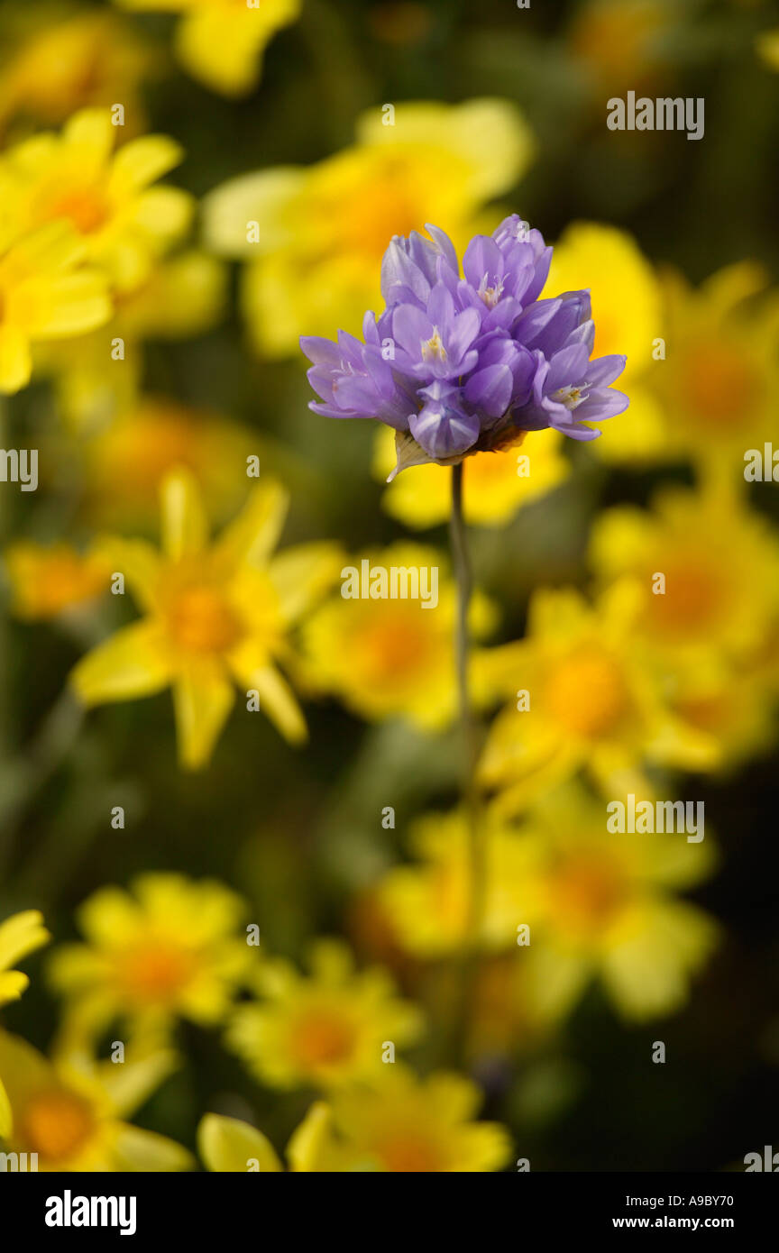 Desert Hyacinth grows from a carpet of Goldfields in Antelope Valley ...