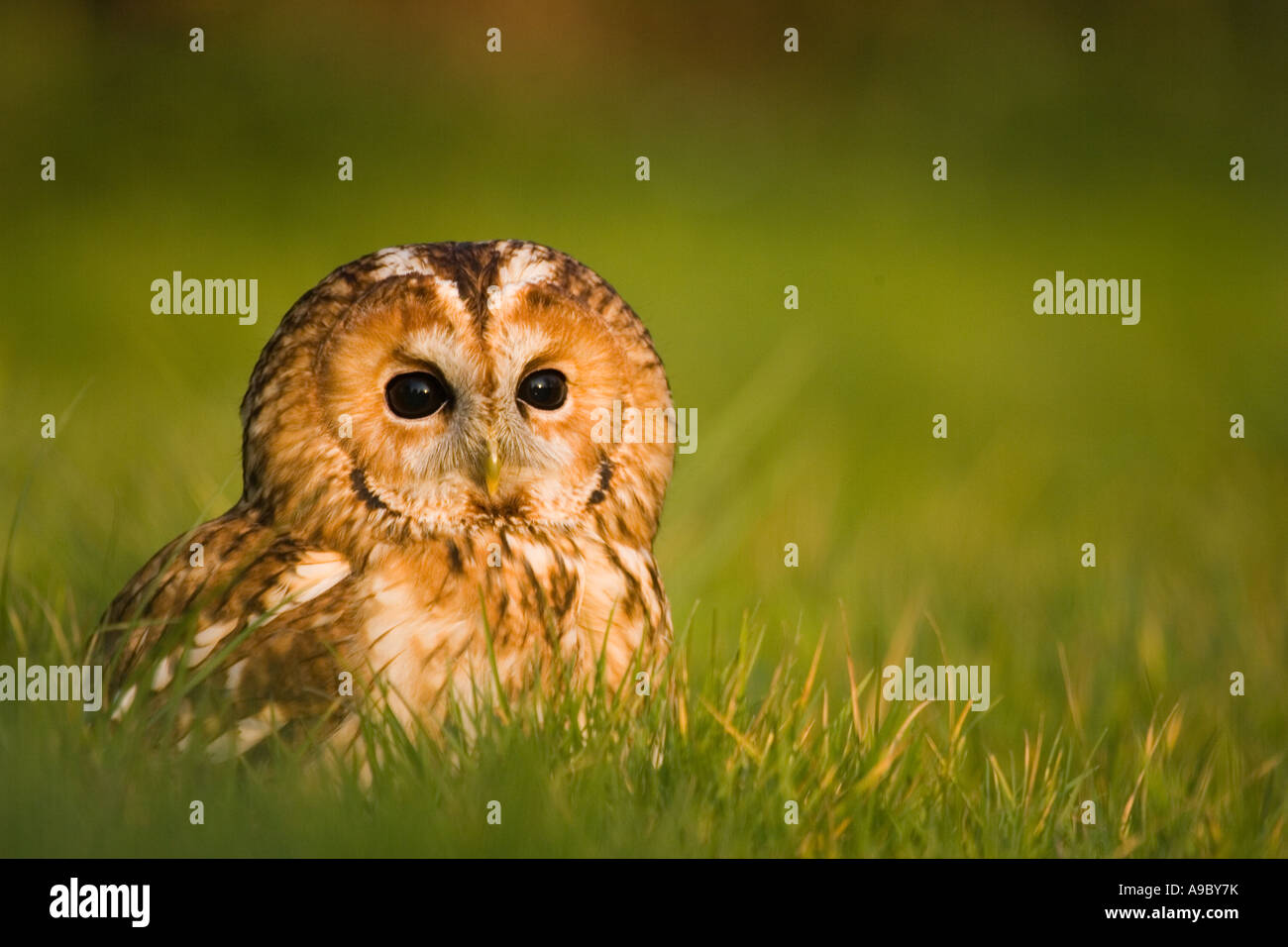 Tawney owl uk hi-res stock photography and images - Alamy