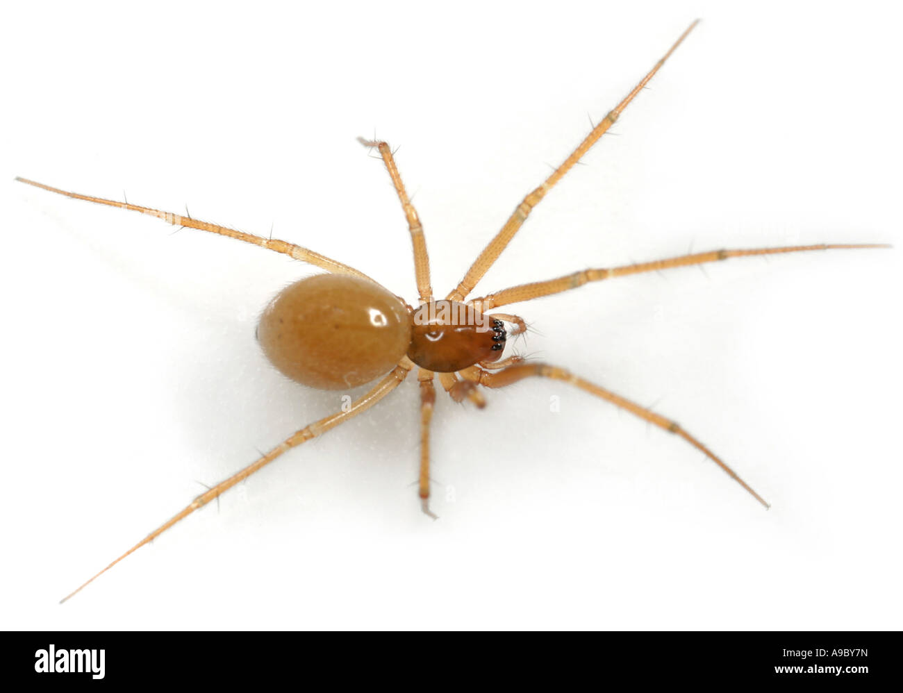 Female Helophora insignis spider, family Linyphiidae, on white ...
